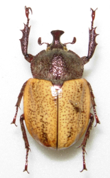 Hexodon patella