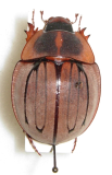 Hexodon patella