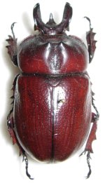 Megasoma leconti