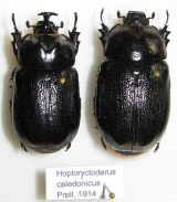 Megasoma leconti