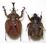Agacephala duponti