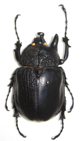 Agacephala duponti