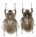 Cryptoryctes psilus